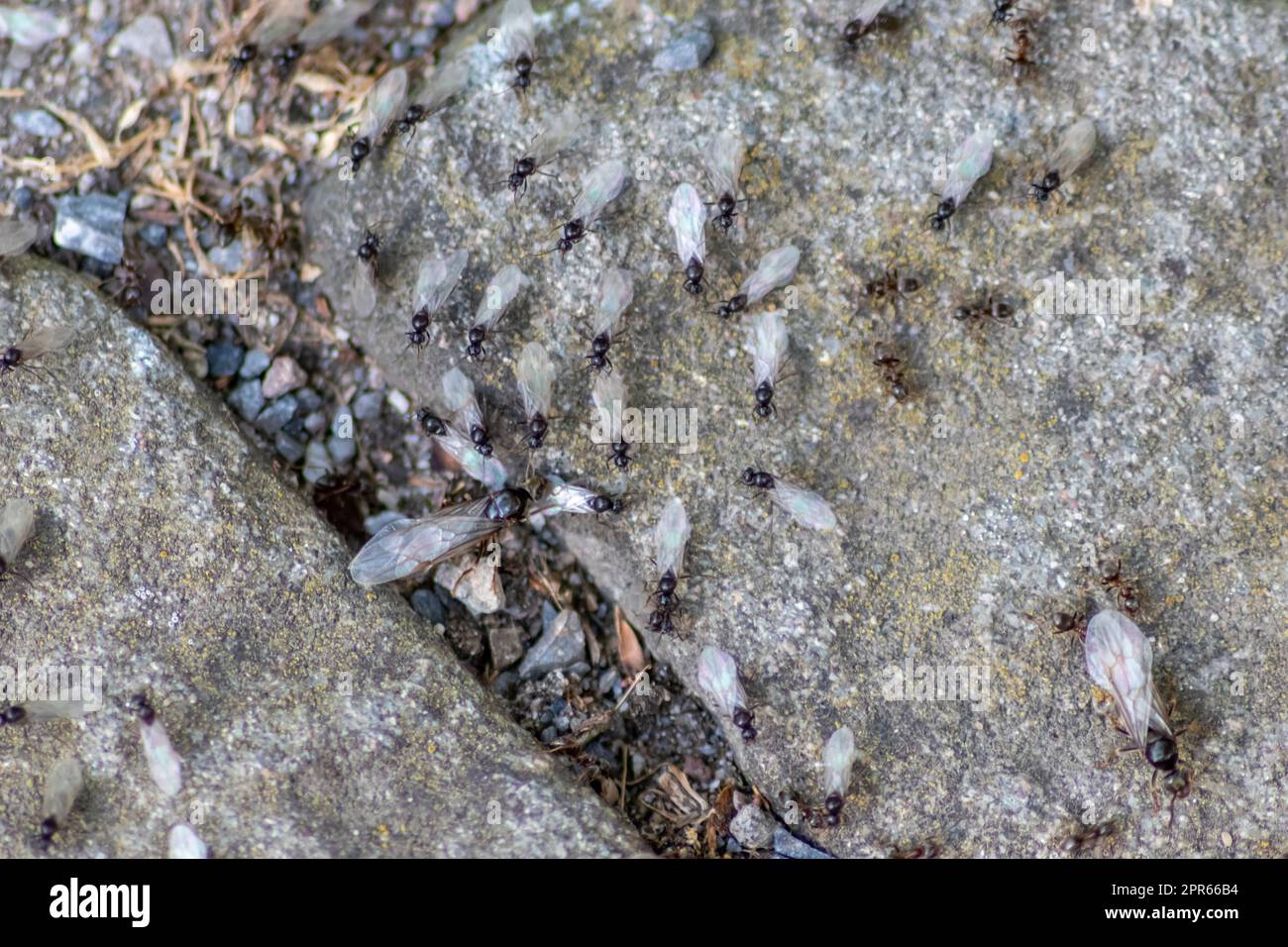 Ant wedding flight hi-res stock photography and images - Alamy