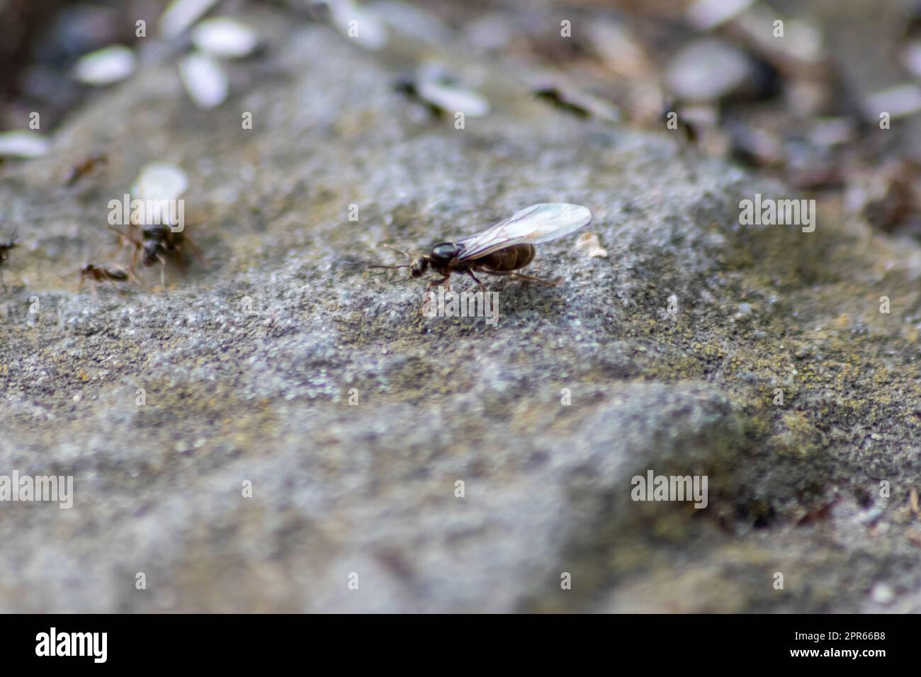 Ant wedding flight with flying ants like new ant queens and male ant ...