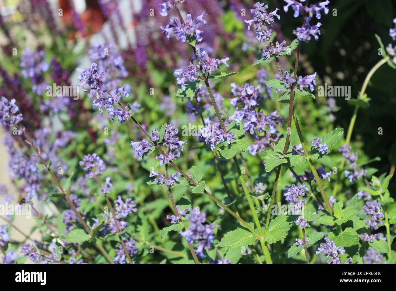 giant catmint in the garden Stock Photo - Alamy