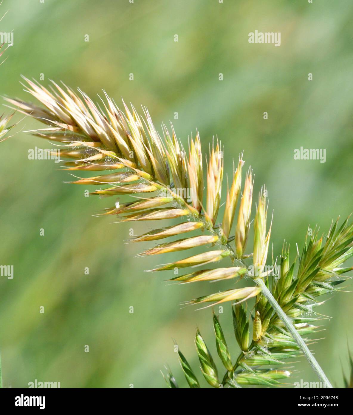 Herbaceous plant Comb-shaped granary or combed granary (Latin ...