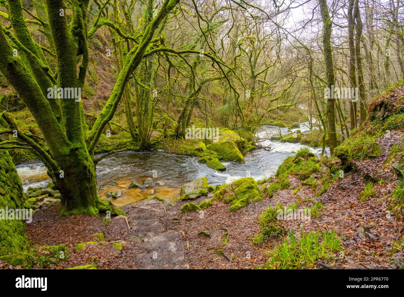 Golitha Falls NNR in the steeply sided wooded valley, with the River ...