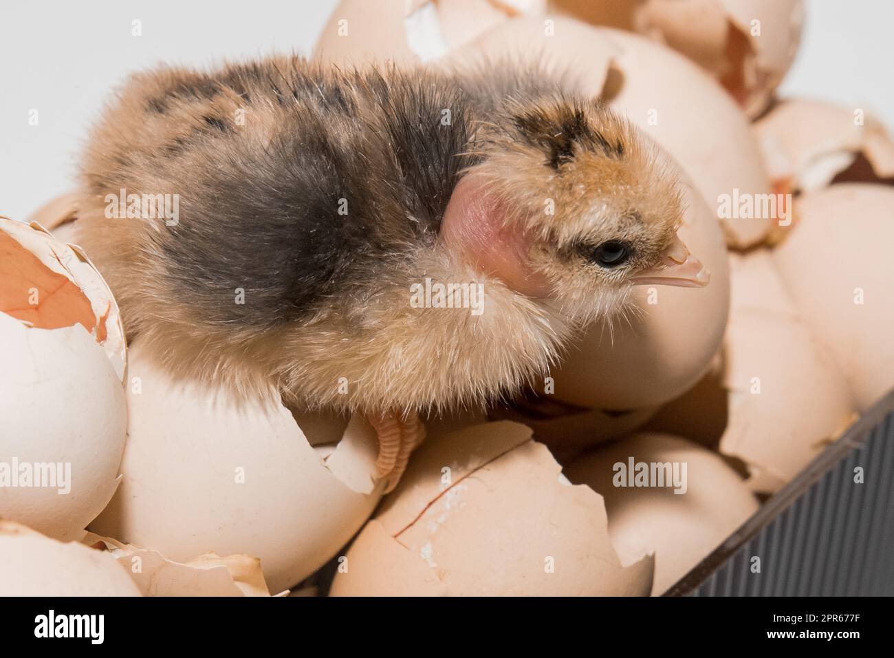 Close-up of fluffy cute little chicken chick on eggshell background and ...