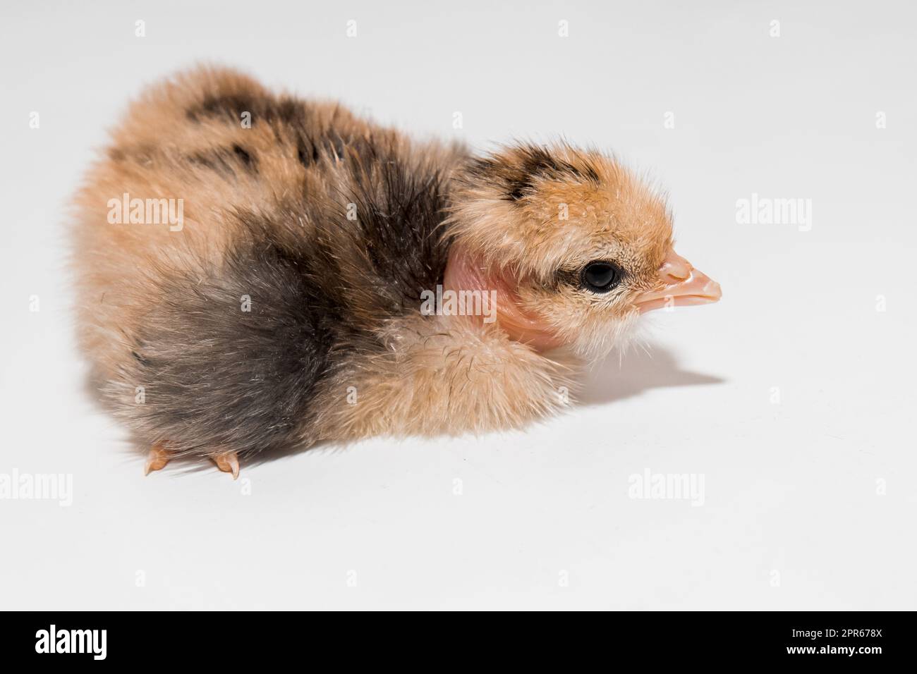 Chick little cute chicken small white background isolated bird baby ...