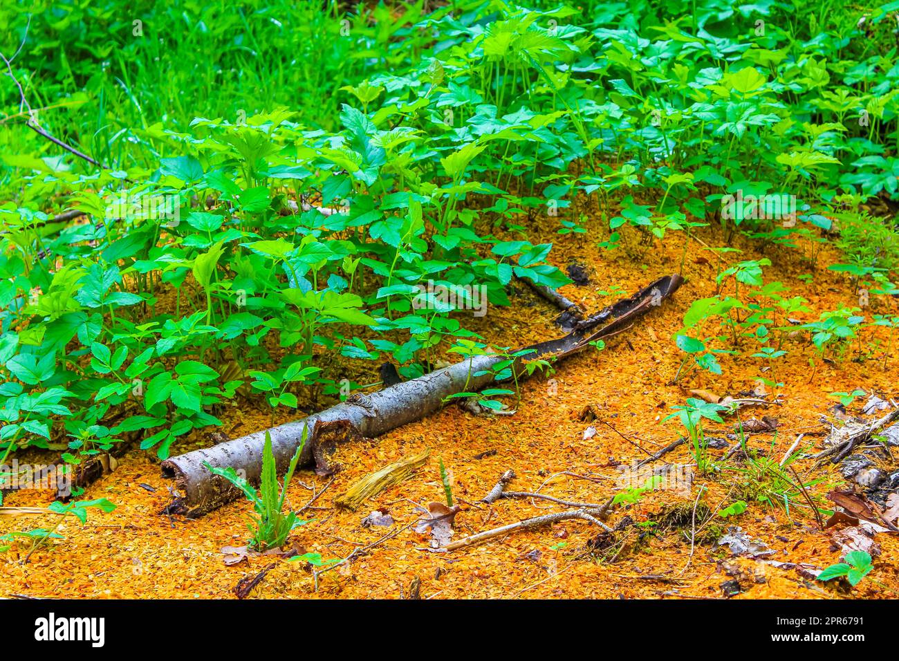 Sawed eaten tree stump and wood on forest floor Germany Stock Photo - Alamy