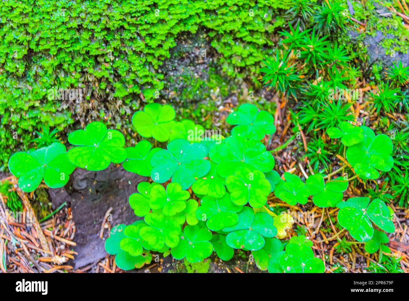Clover shamrock creeping on the forest floor Germany Stock Photo - Alamy