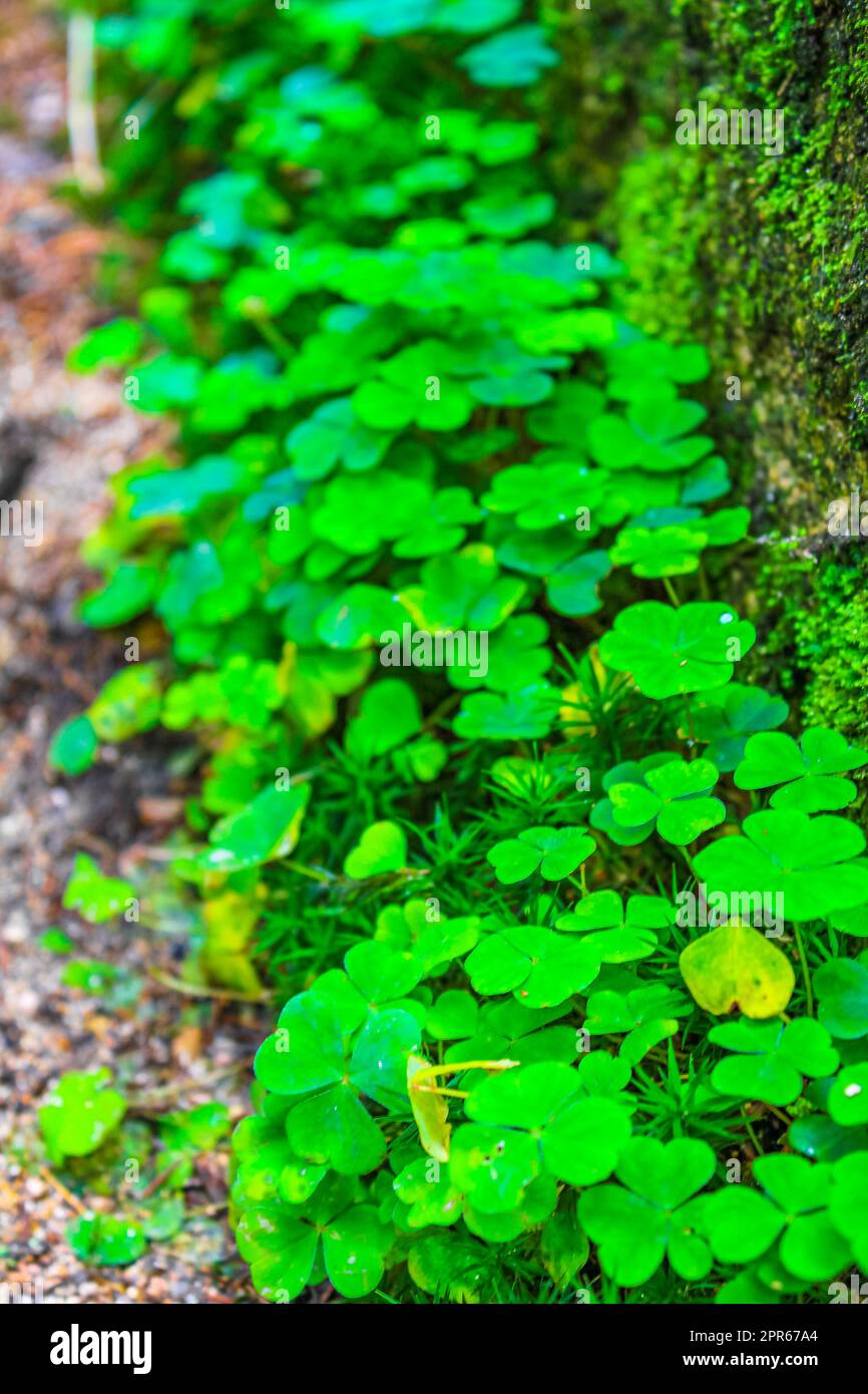 Clover shamrock creeping on the forest floor Germany Stock Photo - Alamy
