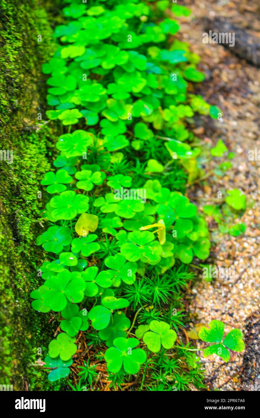 Clover shamrock creeping on the forest floor Germany Stock Photo - Alamy