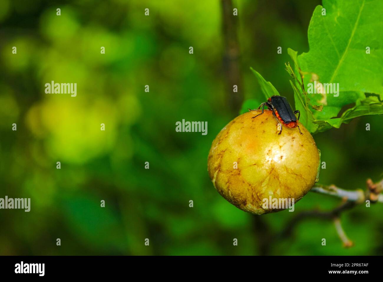Red black Cantharis pellucida soft bodied beetle on fruit Germany Stock ...