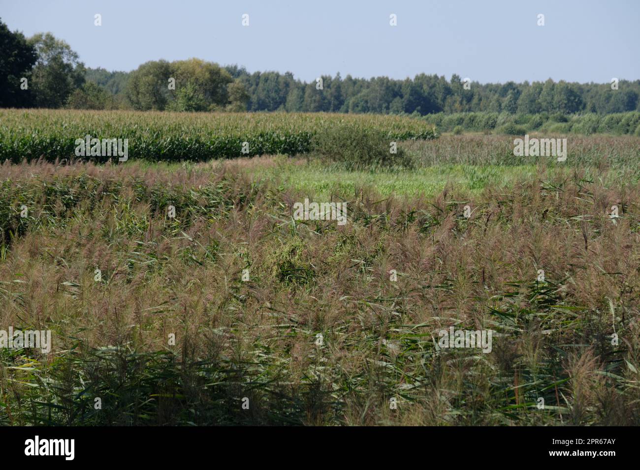 Reed grass in river valley Stock Photo - Alamy