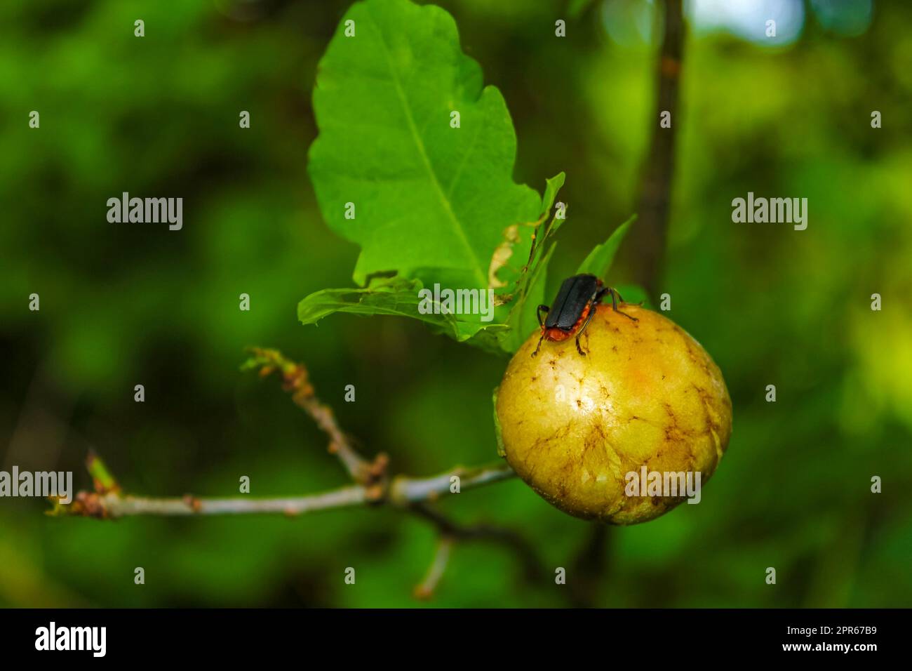Red black Cantharis pellucida soft bodied beetle on fruit Germany Stock ...