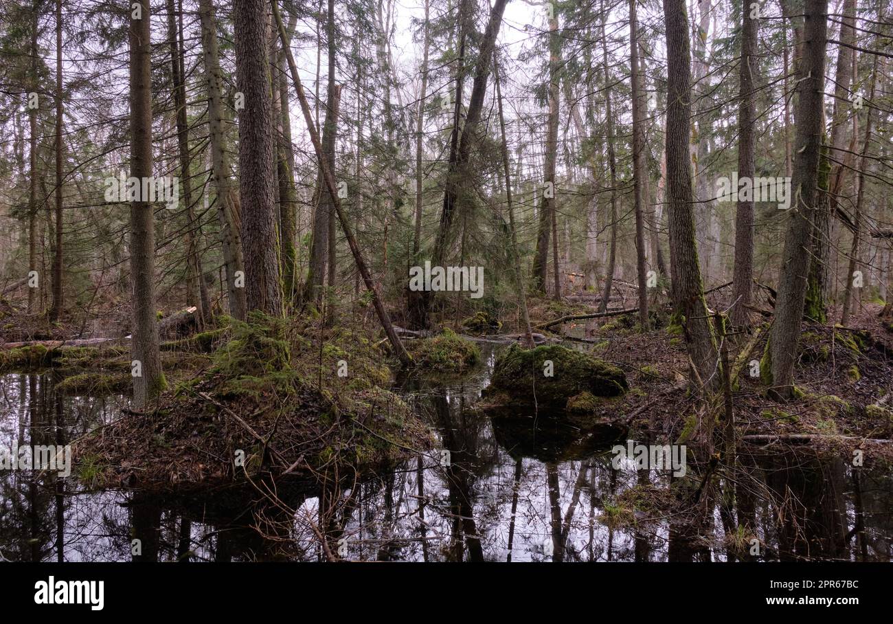 Springtime alder-bog forest Stock Photo - Alamy