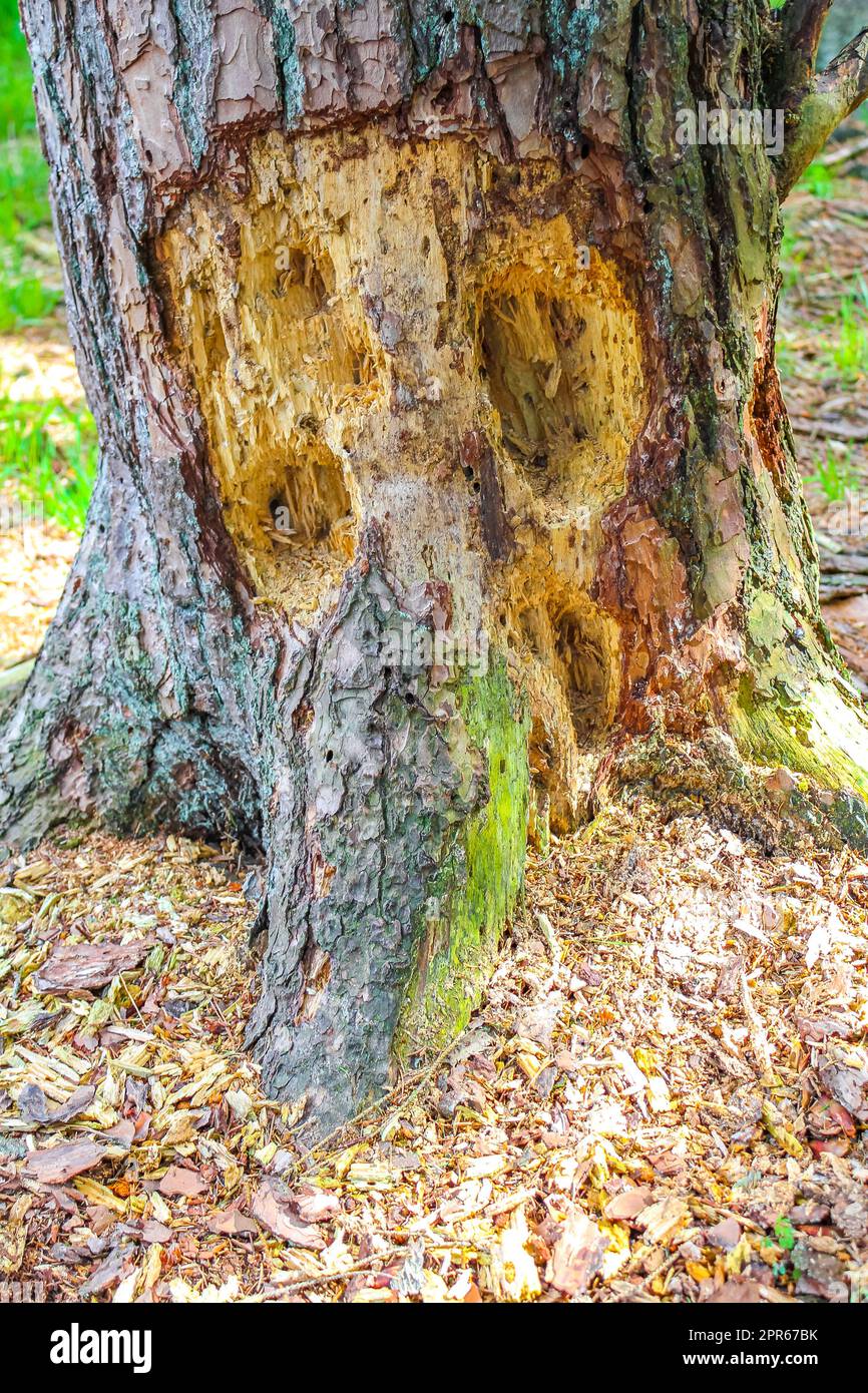 Sawed eaten tree stump and wood on forest floor Germany Stock Photo - Alamy