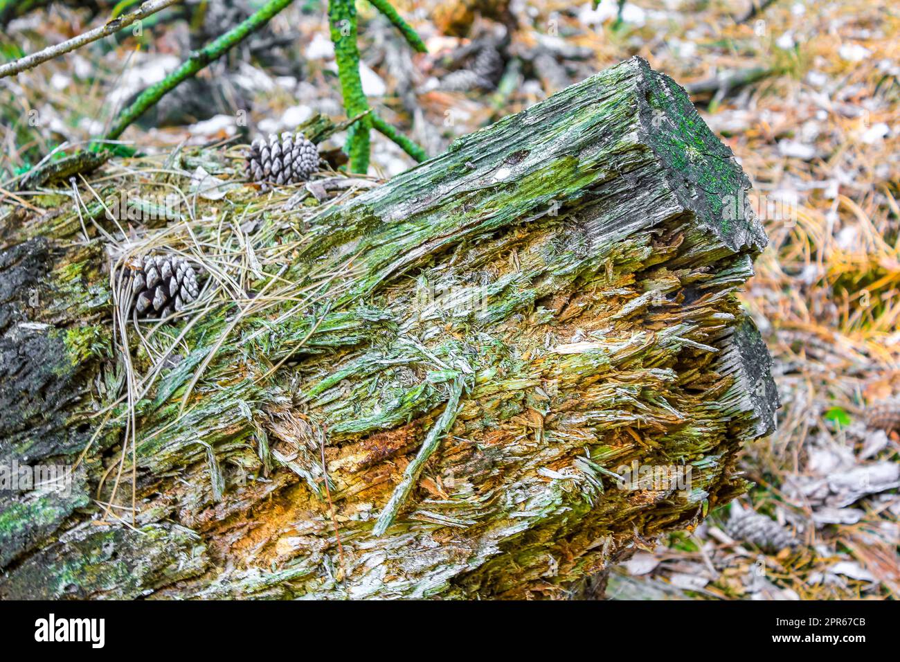 Sawed tree stump what looks like wild boar animal face Stock Photo - Alamy