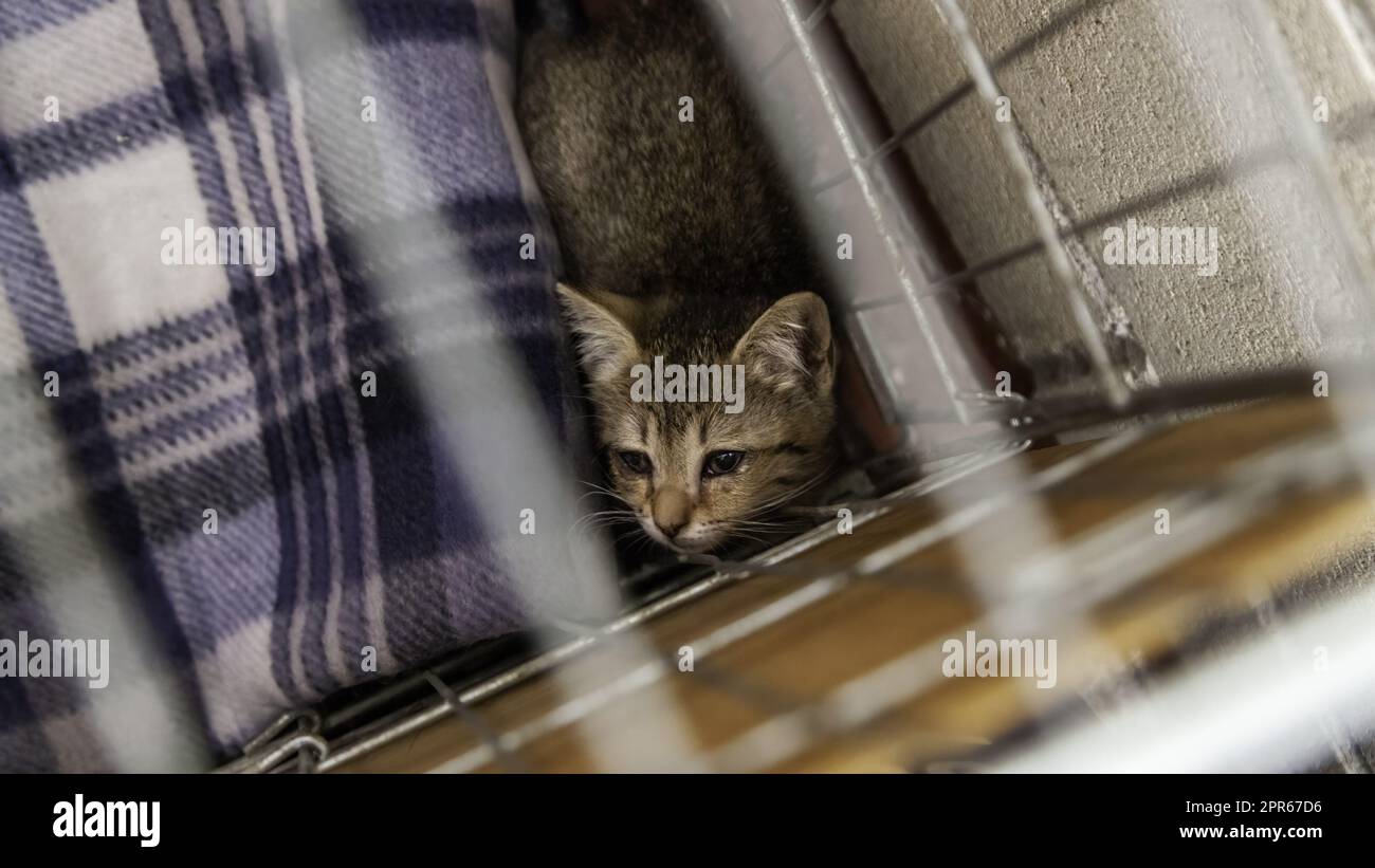 Caged newborn cat Stock Photo - Alamy