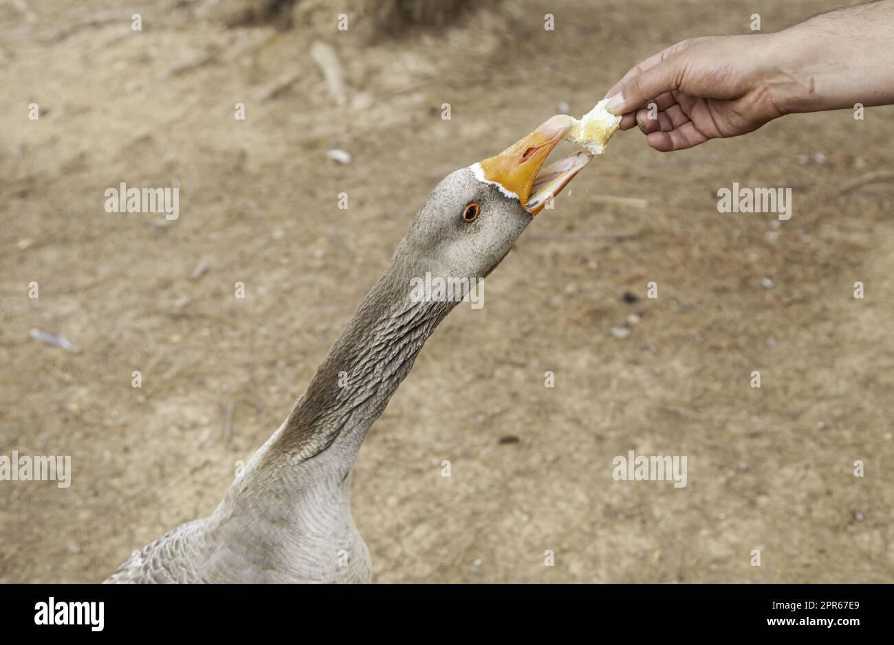 Grey goose eating grass in hi-res stock photography and images - Alamy