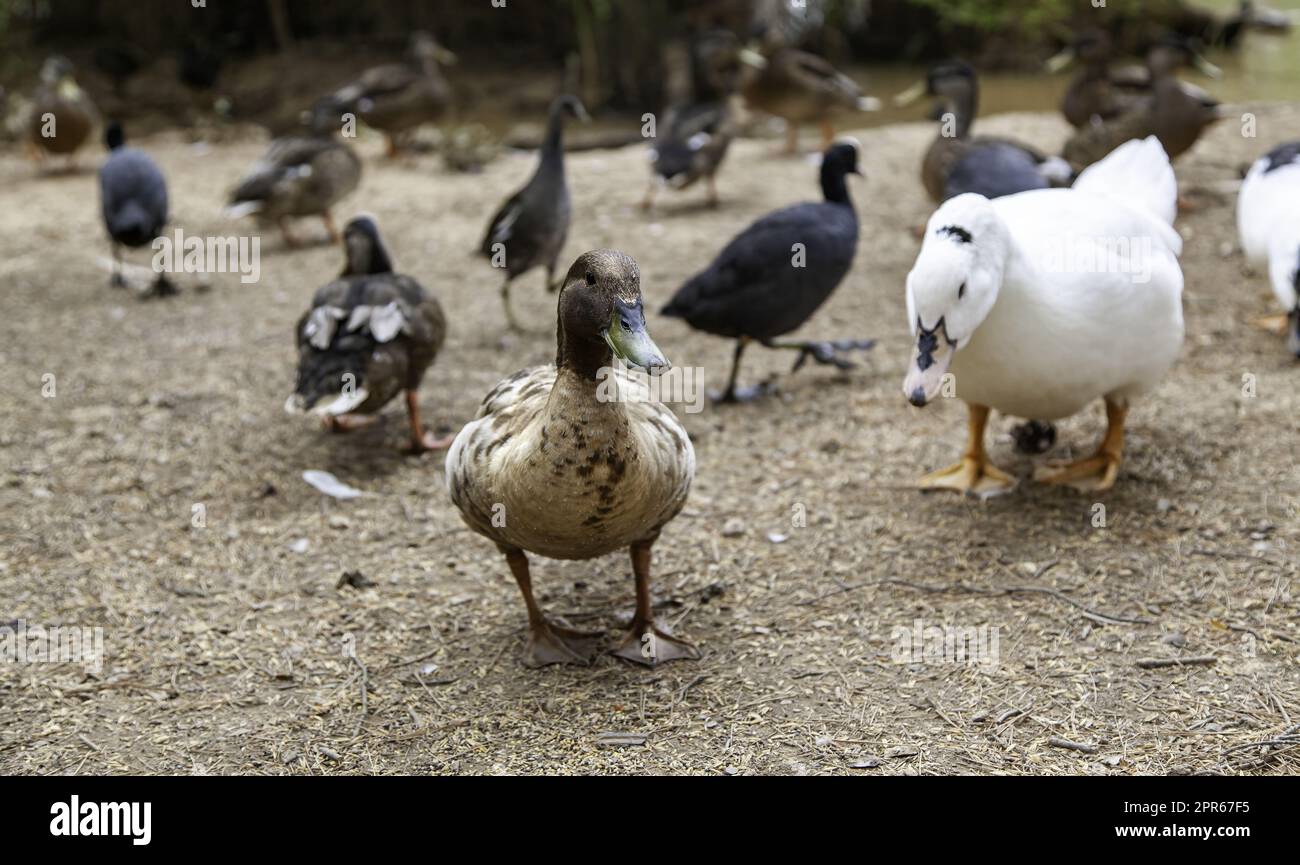 Wild ducks in freedom Stock Photo - Alamy