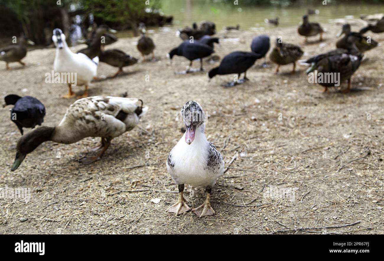 Wild ducks in freedom Stock Photo - Alamy