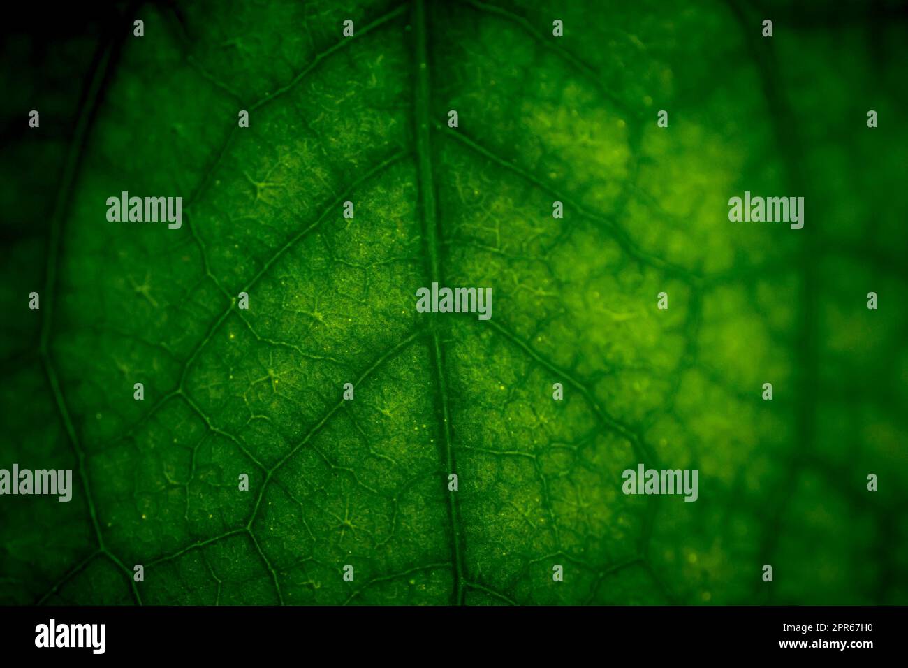 Abstract closeup of green leaf with vein pattern Stock Photo - Alamy