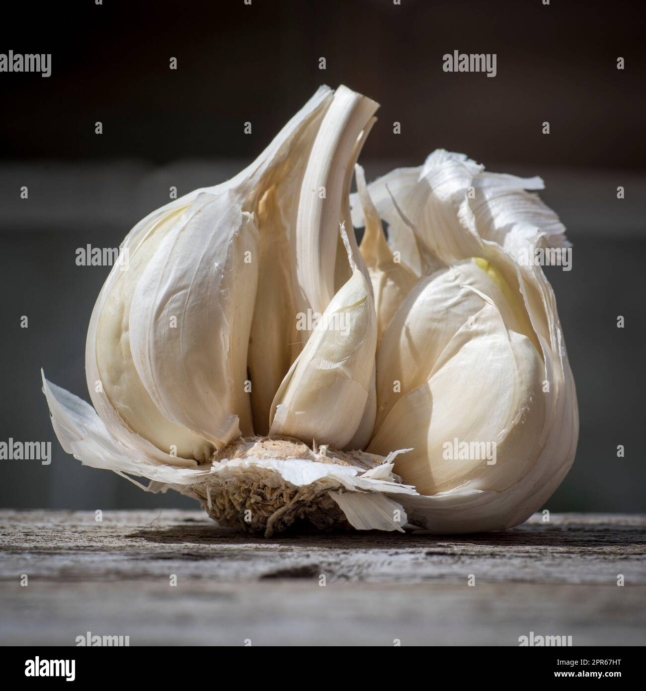 Close-up of Garlic, Allium sativum, used for food flavoring Stock Photo ...