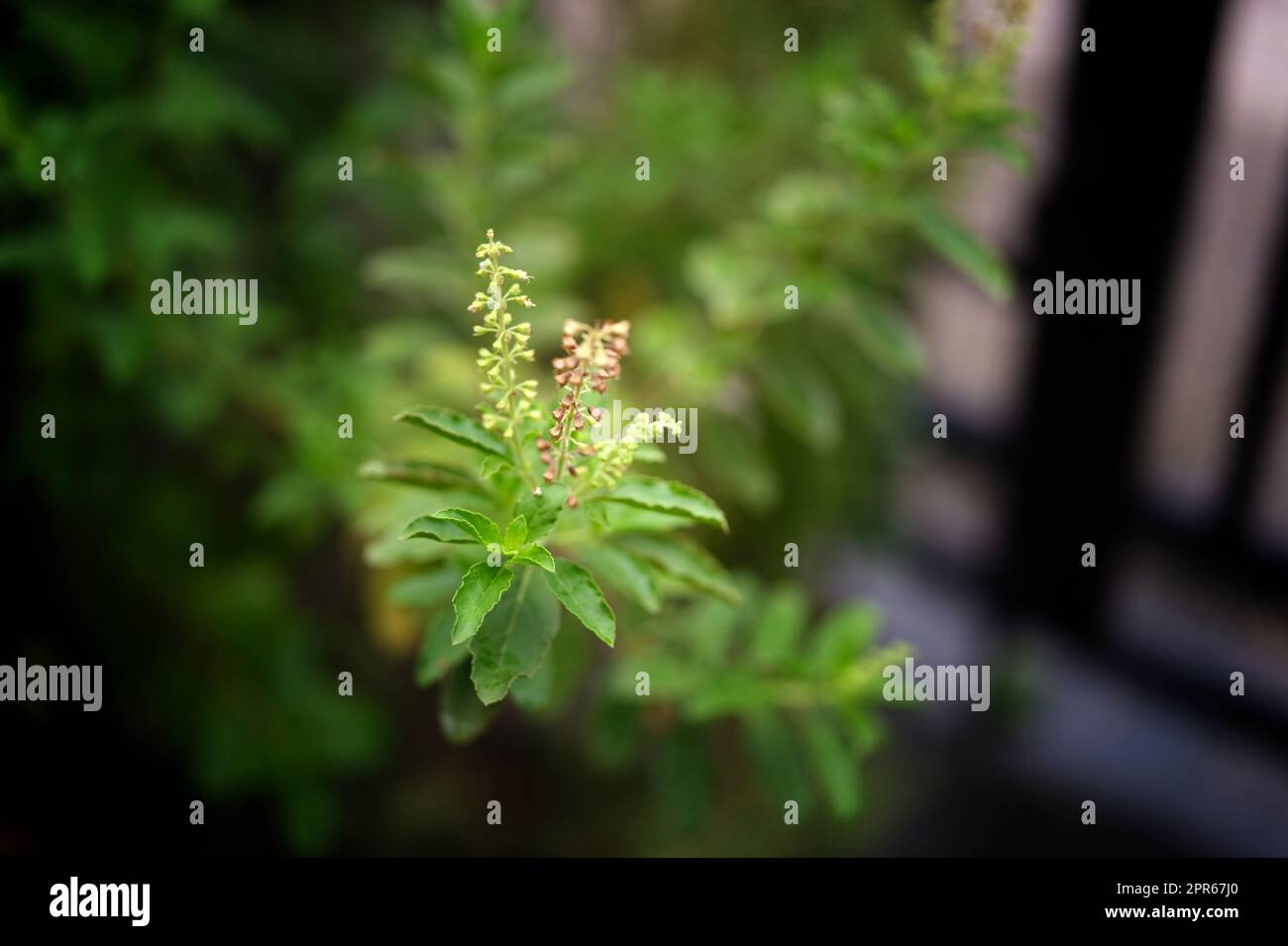 Close up Basil leaf. Green Holy Basil tree . Thai basil Stock Photo - Alamy