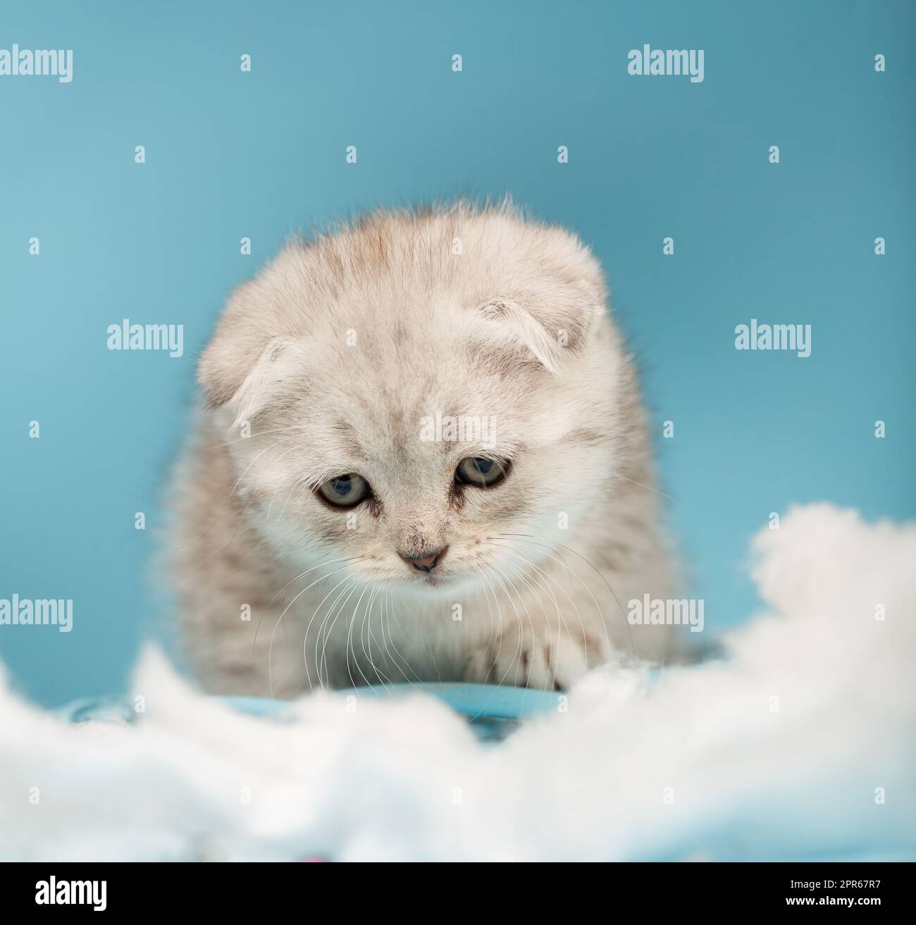 Upset light-colored Scottish cat lowered his eyes and looked at the ...