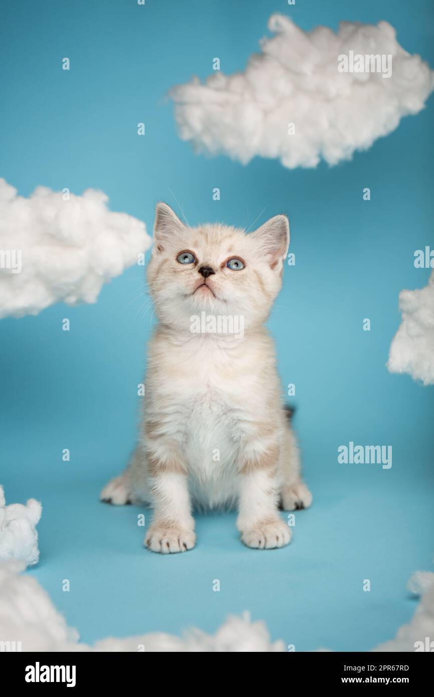 Scottish kitten playing between clouds made of cotton on a blue ...
