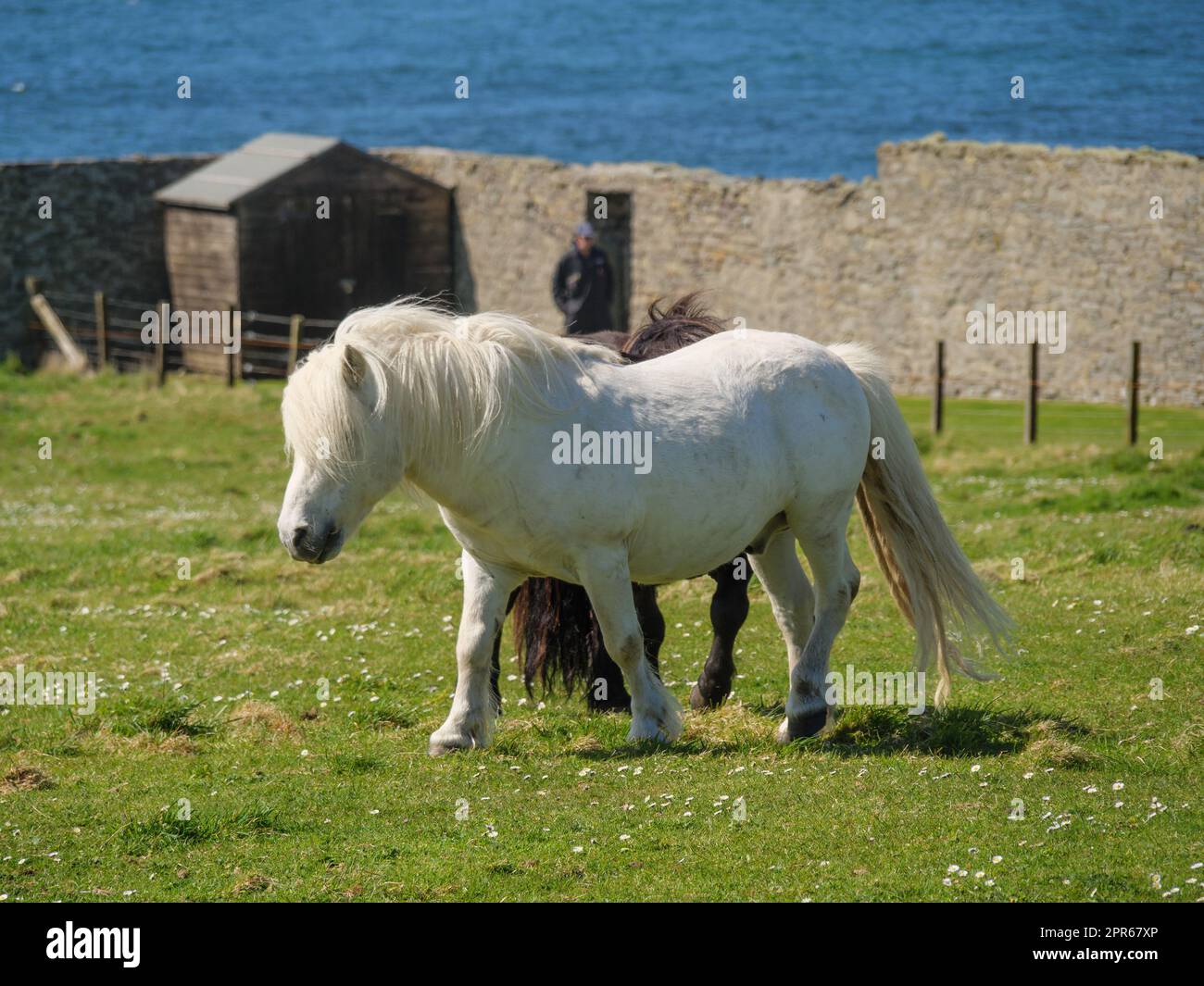 the shetland islands Stock Photo - Alamy