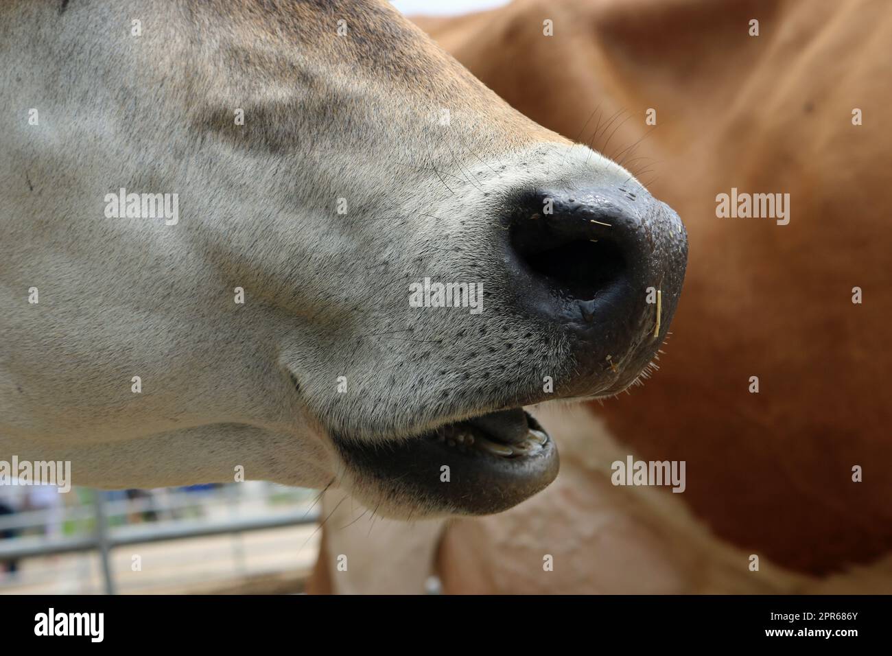 Guernsey cow hi-res stock photography and images - Alamy
