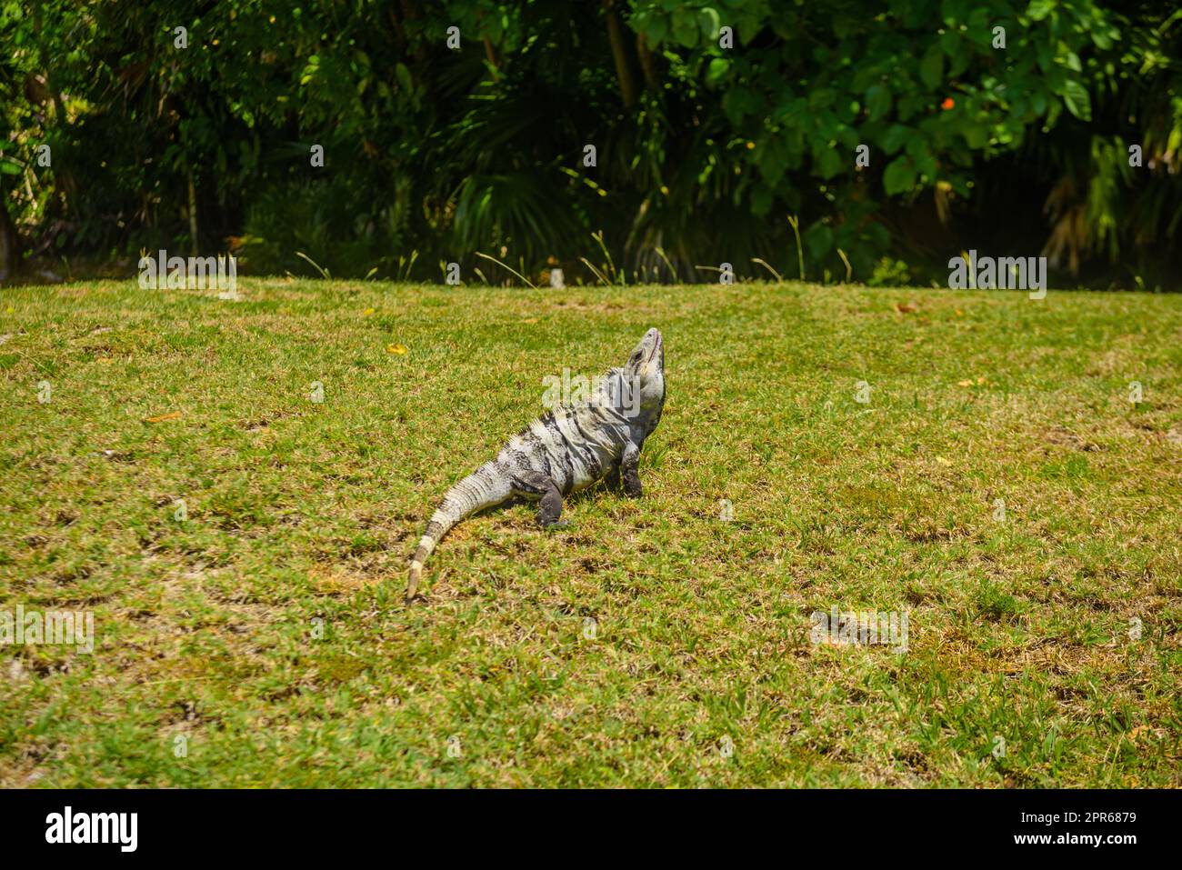 Iguana lizard in ancient ruins of Maya in El Rey Archaeological Zone ...