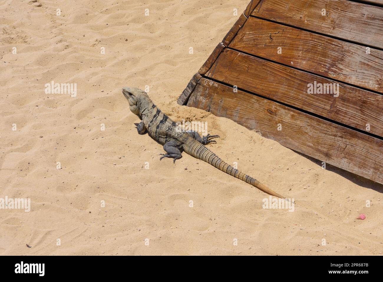 Iguana lizard on a sandy beach near Cancun, Mexico Stock Photo - Alamy
