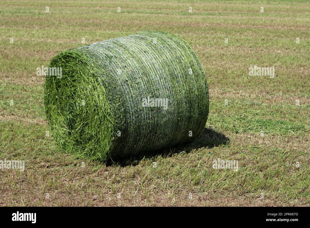 Mown field with a netted round bale of grass for silage Stock Photo - Alamy
