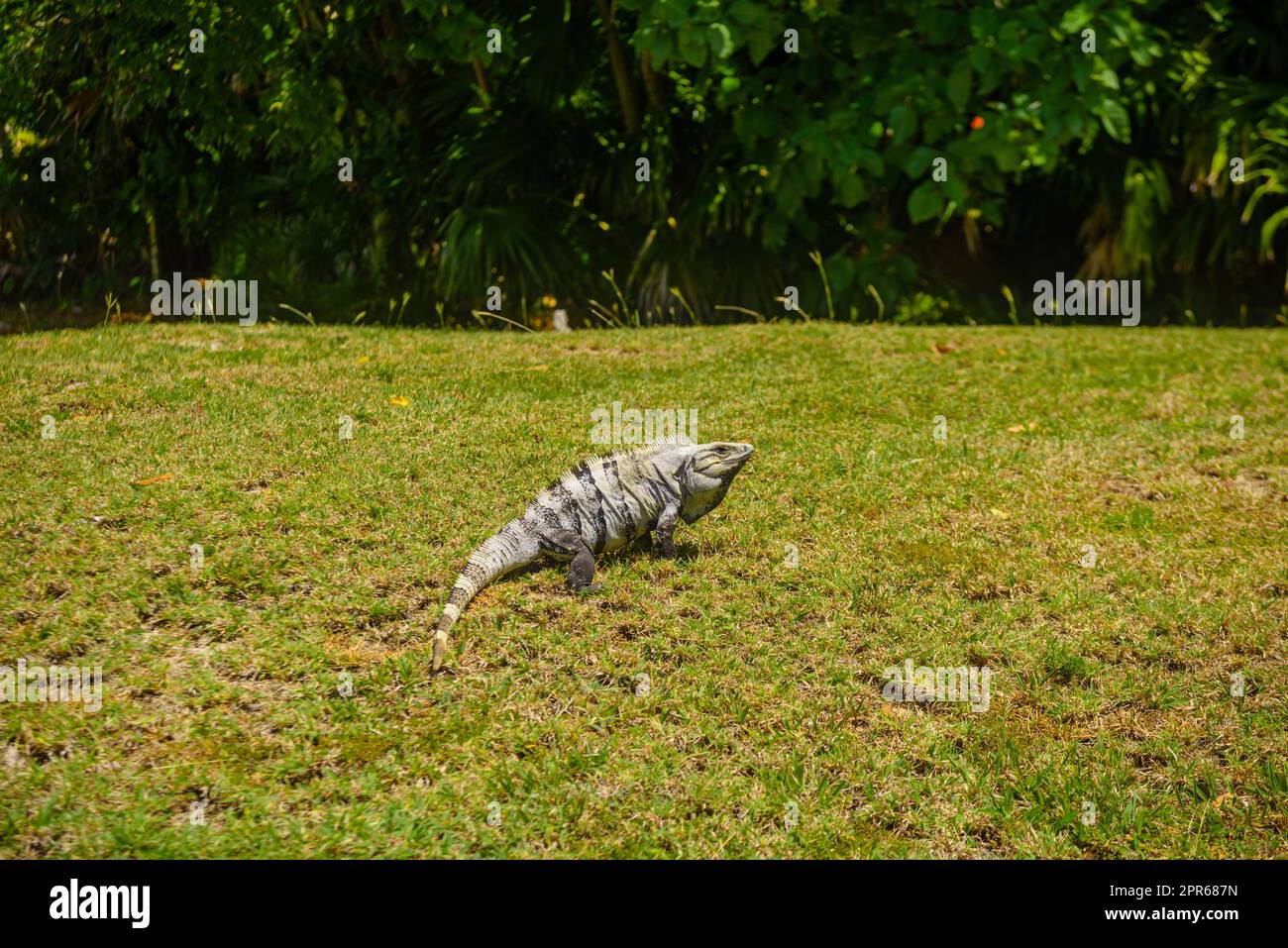 Iguana lizard in ancient ruins of Maya in El Rey Archaeological Zone ...