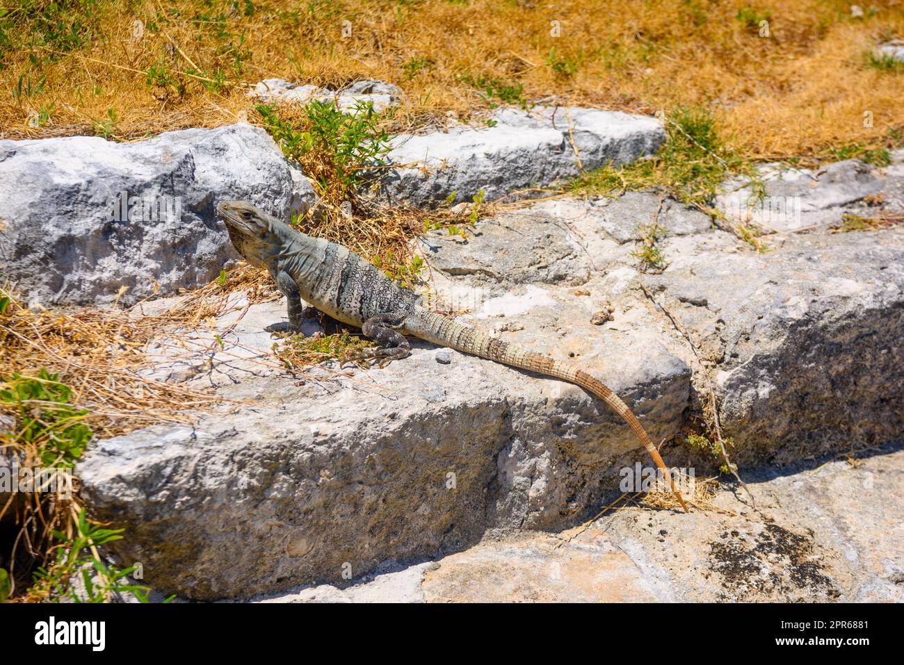 Iguana lizard in ancient ruins of Maya in El Rey Archaeological Zone ...