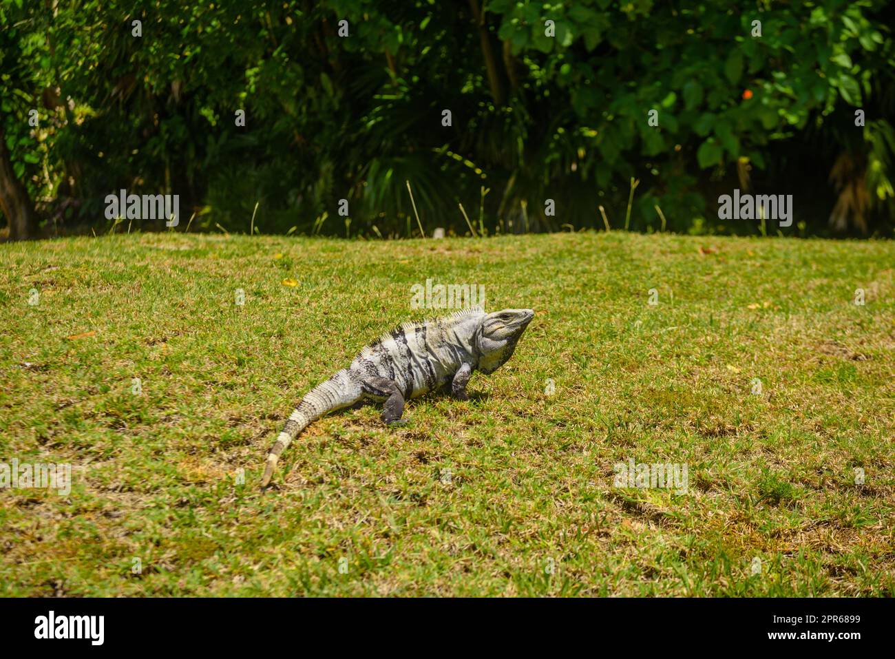 Iguana lizard in ancient ruins of Maya in El Rey Archaeological Zone ...