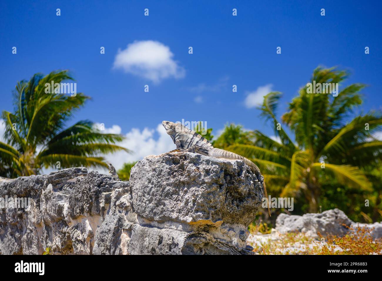 Iguana lizard in ancient ruins of Maya in El Rey Archaeological Zone ...