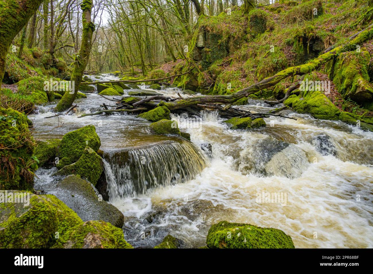 Fowey valley ancient tree hi-res stock photography and images - Alamy