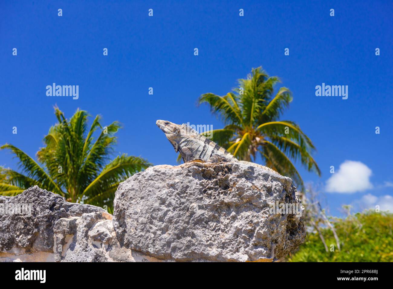 Iguana lizard in ancient ruins of Maya in El Rey Archaeological Zone ...