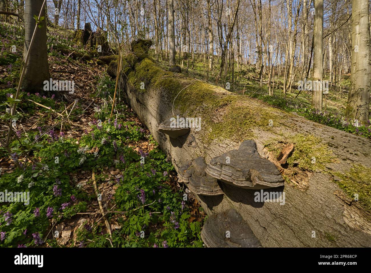Dry fallen trees hi-res stock photography and images - Alamy