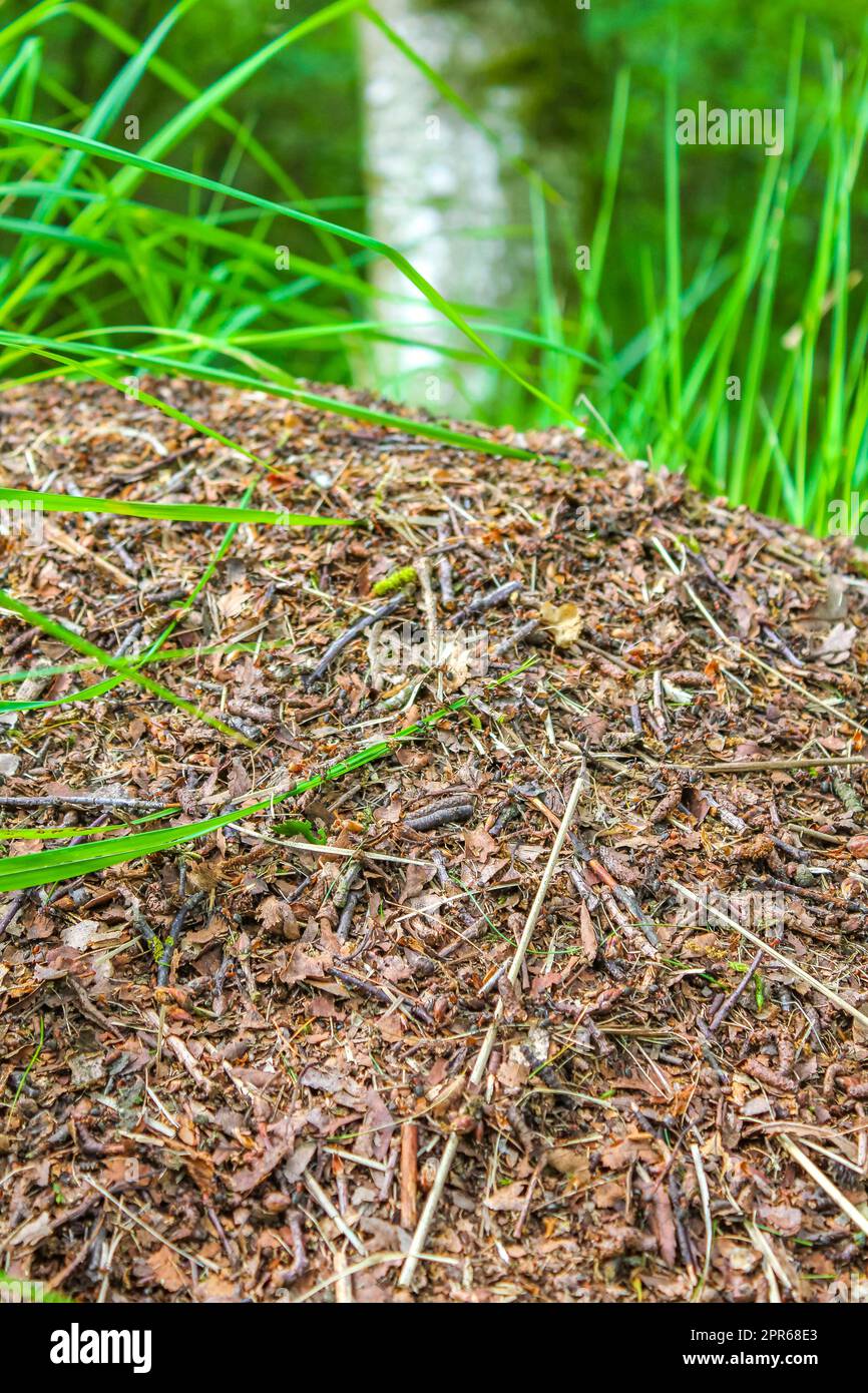 Ant hill with a lot of ants natural forest Germany Stock Photo - Alamy