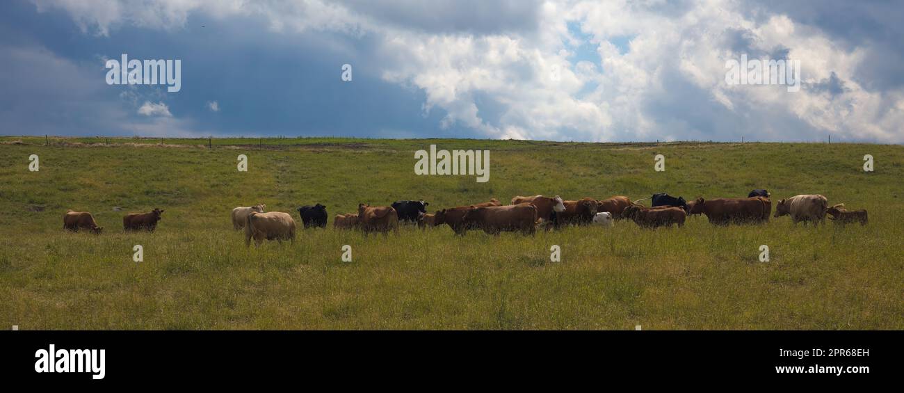 cow herd in a field panoramic landscape green meadow dairy farm animal ...
