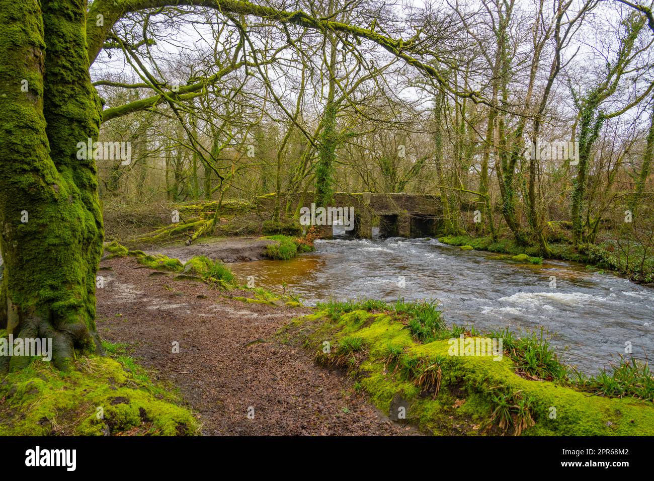 Fowey valley ancient tree hi-res stock photography and images - Alamy