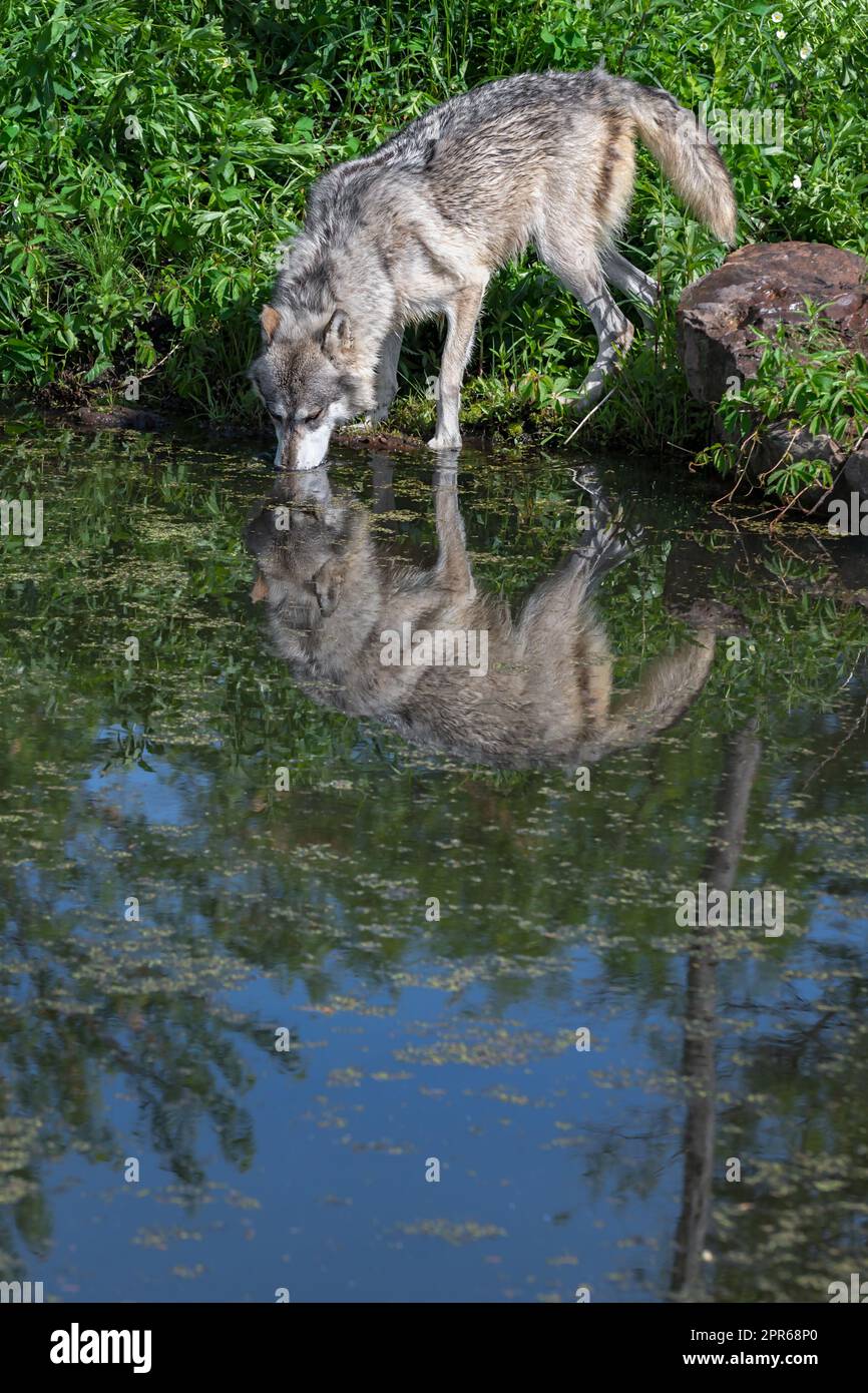Grey Wolf (Canis lupus) Nose in Water Reflected Summer - captive animal ...