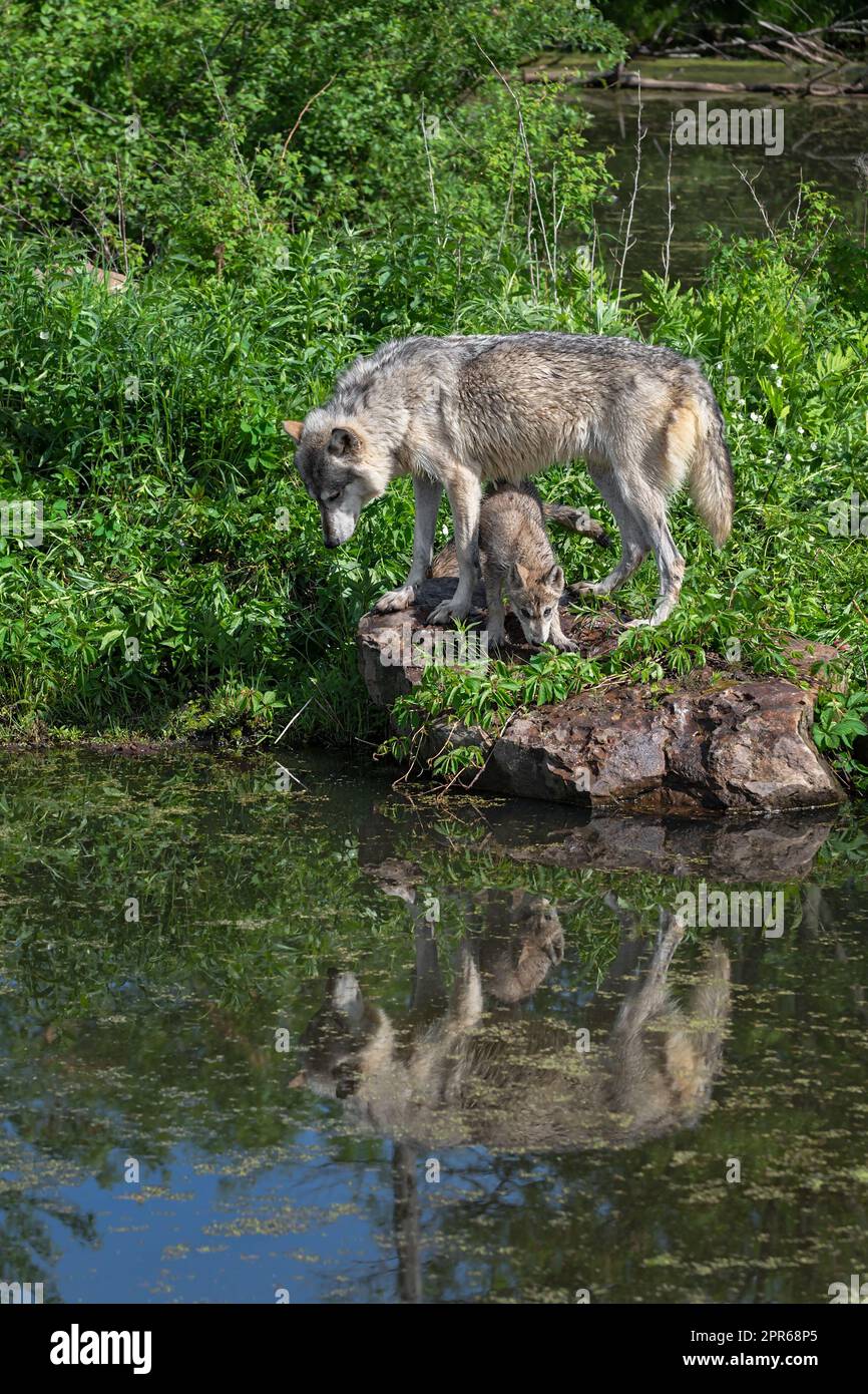 Grey Wolf Pup (Canis lupus) Stands Under Adult at Edge of Island Summer ...