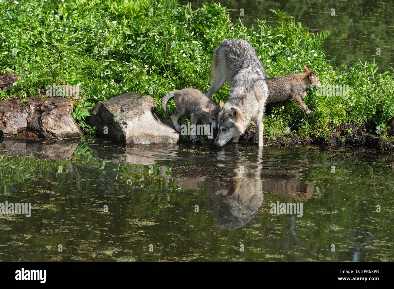 Grey Wolf Adult and Pup (Canis lupus) Look Into Water Reflected Summer ...