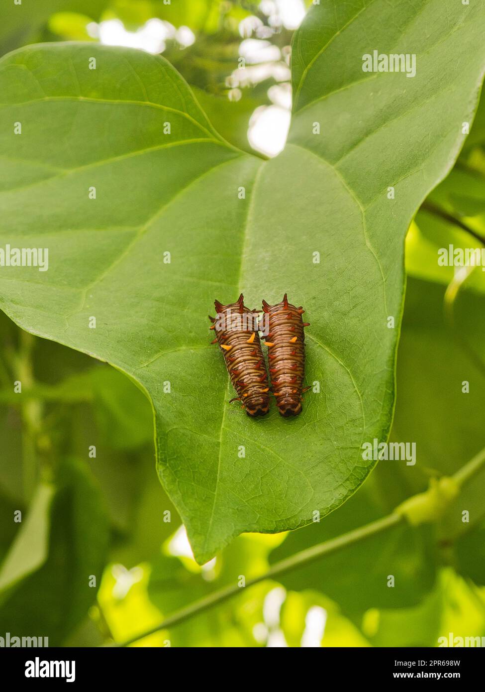 Germany, Hamm, Maximilianpark - Butterfly larva Stock Photo - Alamy