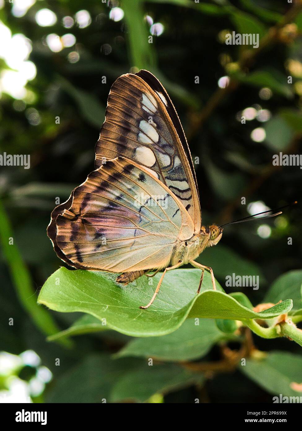 Curly jay hi-res stock photography and images - Alamy