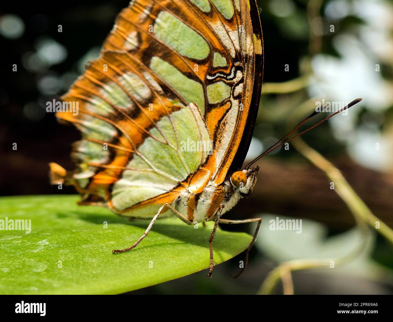 Maximilianpark and lake hi-res stock photography and images - Alamy