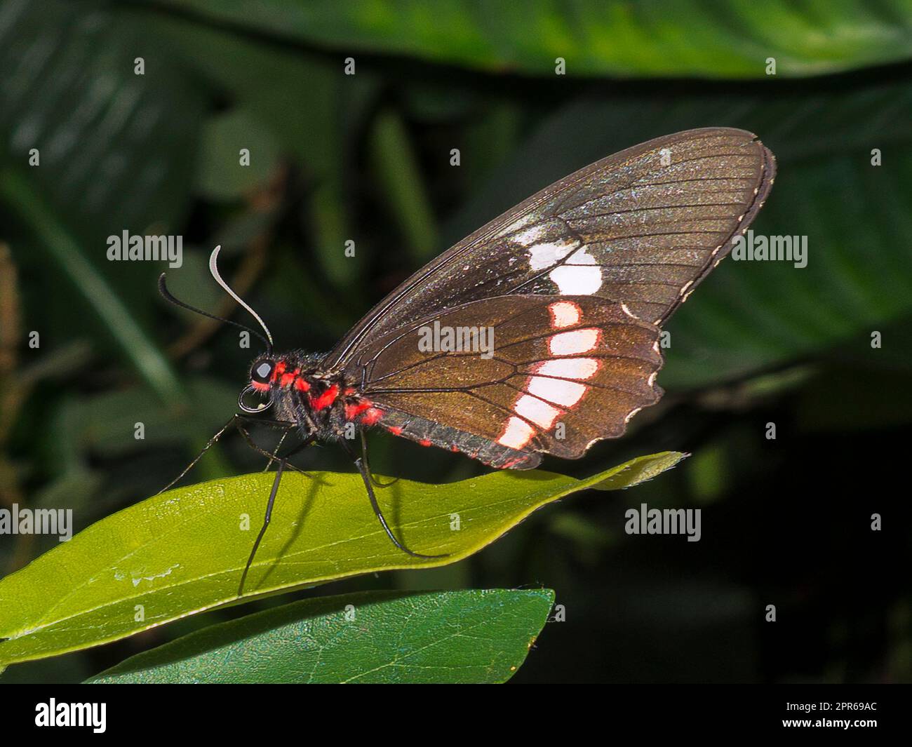 Maximilianpark and lake hi-res stock photography and images - Alamy