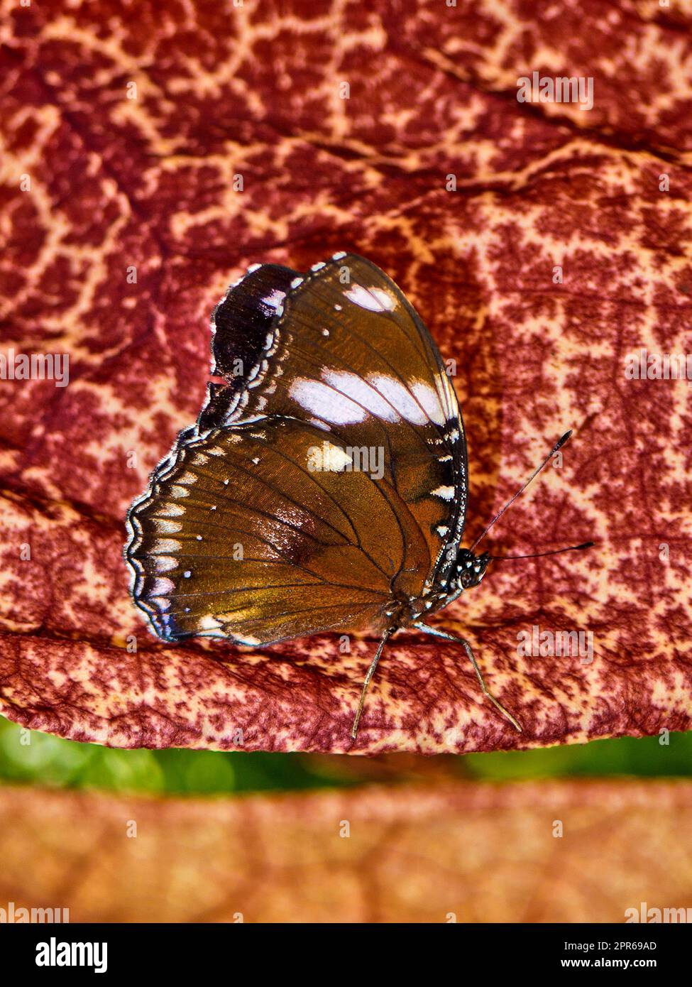 Maximilianpark with lake hi-res stock photography and images - Alamy