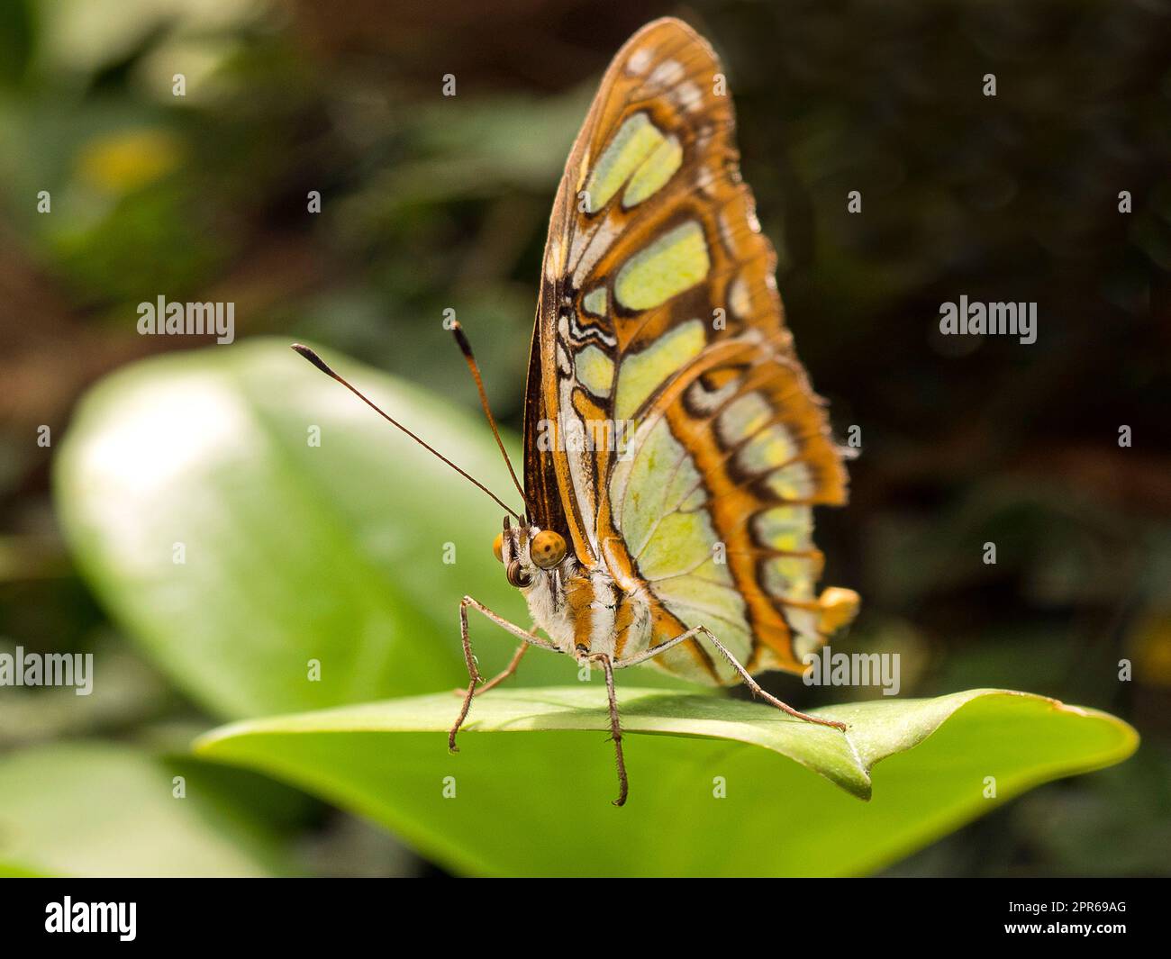 Maximilianpark and lake hi-res stock photography and images - Alamy